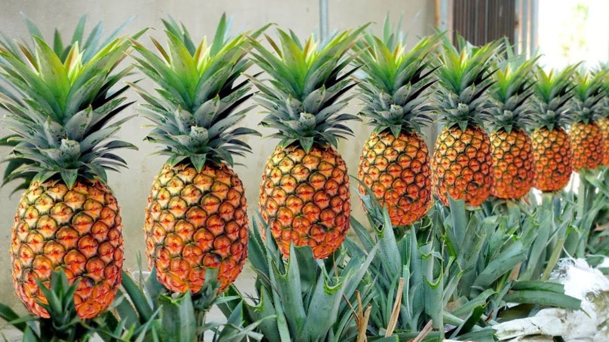 So Züchten Sie Ihre Eigene Ananas Zu Hause: Ein Einfacher Leitfaden ...
